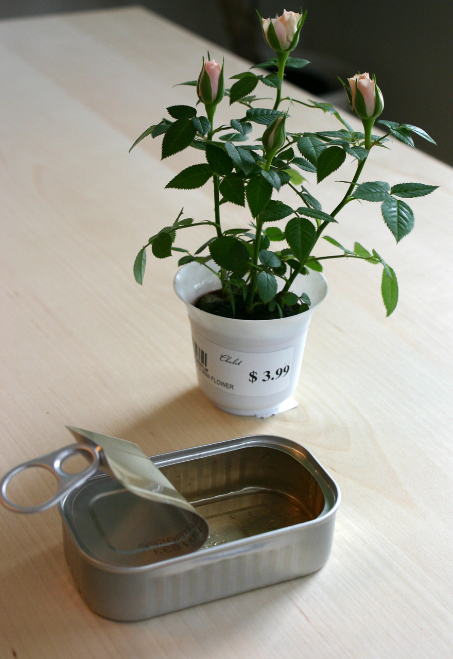 Opening Up A Can Of Roses | Family Chic